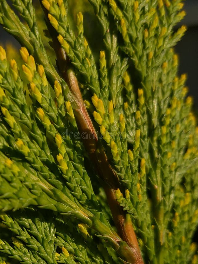 A Sprig of Green Spruce with Cones Stock Image - Image of closeup ...