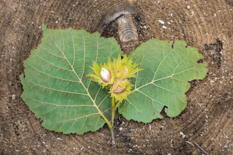 Sprig with Hazelnut Nut To Lie on the Cut Tree Stock Photo - Image of ...