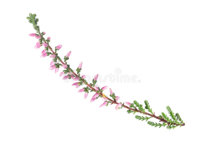 Sprig of Heather with Beautiful Flowers Isolated on White Stock Image ...