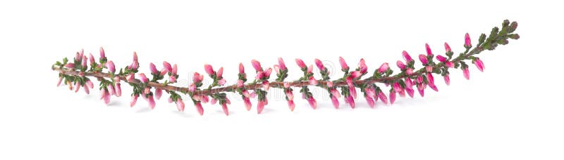 Sprig of Heather with Beautiful Flowers Isolated on White Stock Photo ...