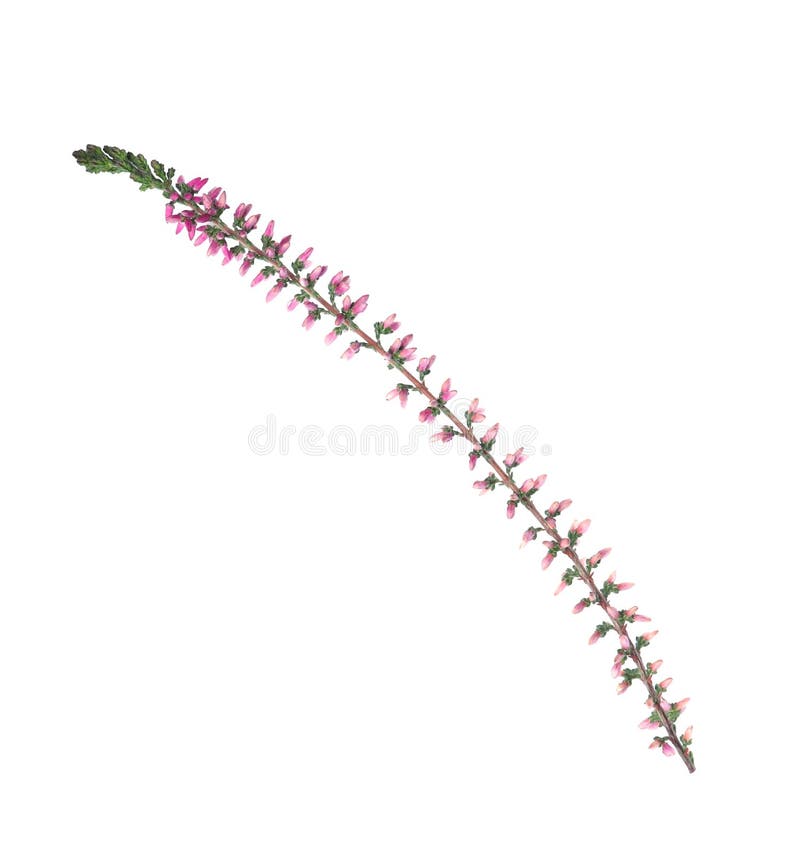Sprig of Heather with Beautiful Flowers Isolated on White Stock Image ...