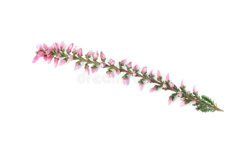 Sprig of Heather with Beautiful Flowers Isolated on White Stock Photo ...