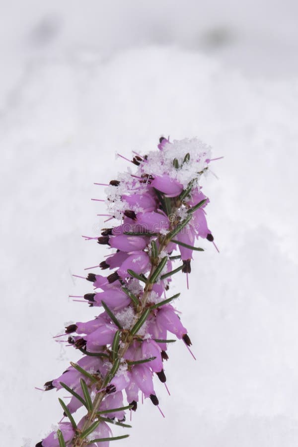 Heather in the snow stock photo. Image of cold, lilac - 111130640