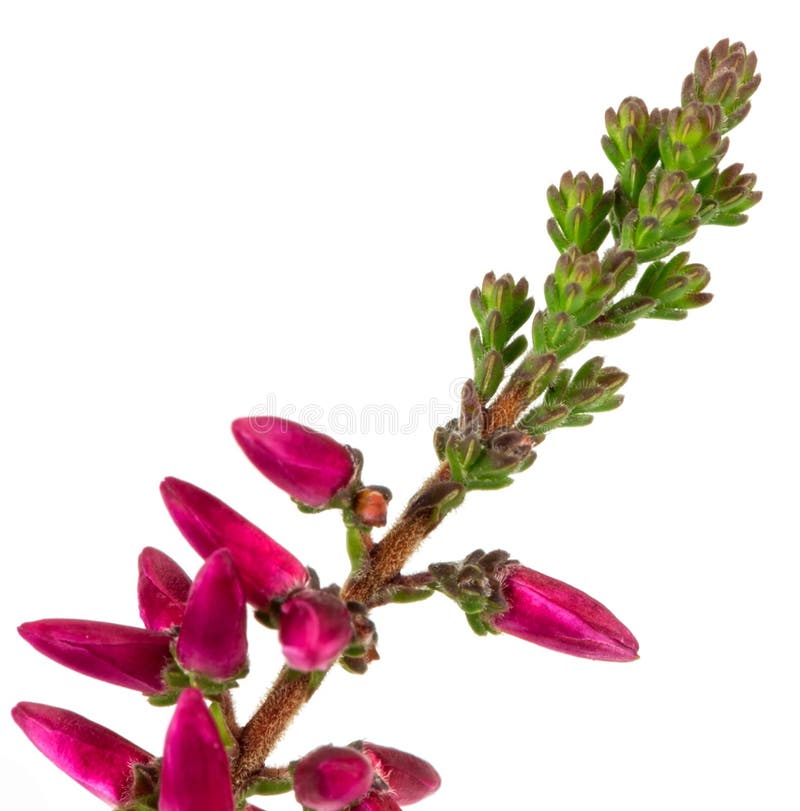 Sprig of heather on white stock image. Image of flora - 201891407