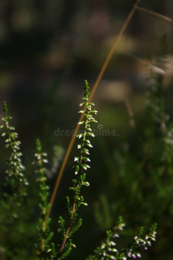 Sprig of Heather stock image. Image of heather, spring - 226635905