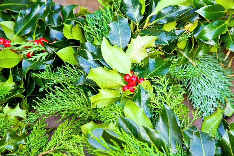 Sprig of holly stock photo. Image of leaves, natural - 11869846