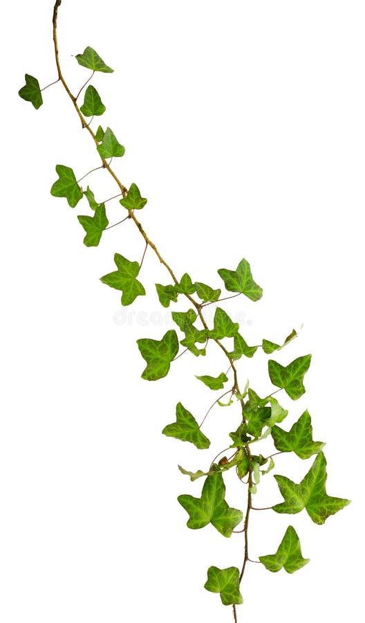 Sprig of Ivy with Green Leaves Isolated on a White Background Stock ...