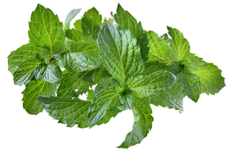 A Sprig of Leaf Mint Isolated Stock Photo - Image of medicine, isolated ...