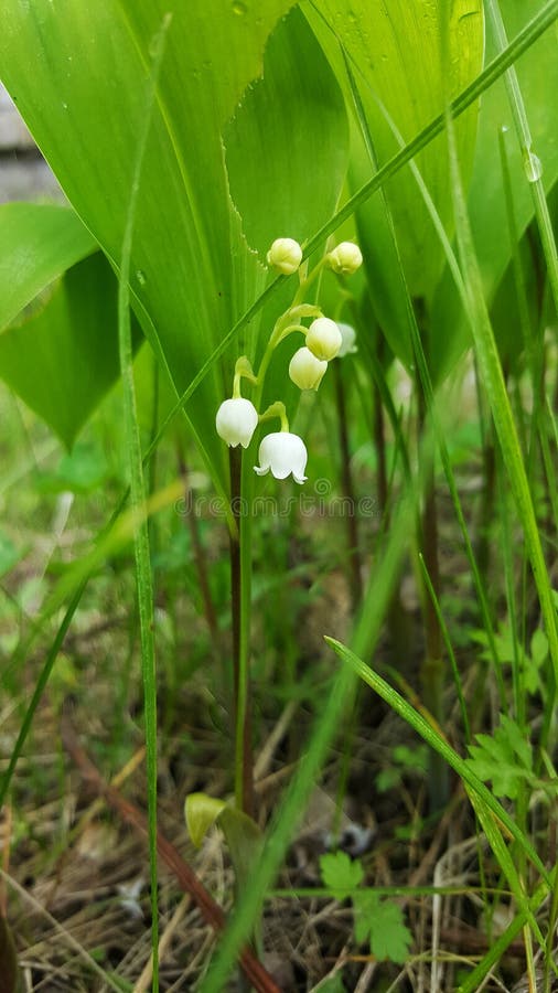 A Sprig of Lily of the Valley with Flowers on the Background of Leaves ...