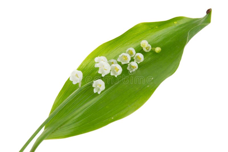 Sprig of May Lily of the Valley Isolated on White Background Stock ...