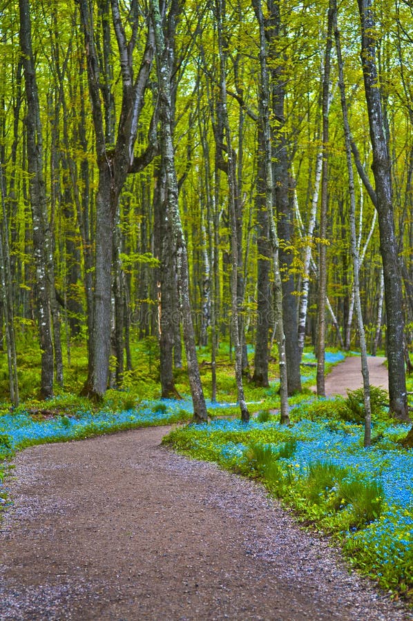 Spring in Michigan stock image. Image of blossom, white - 23253159