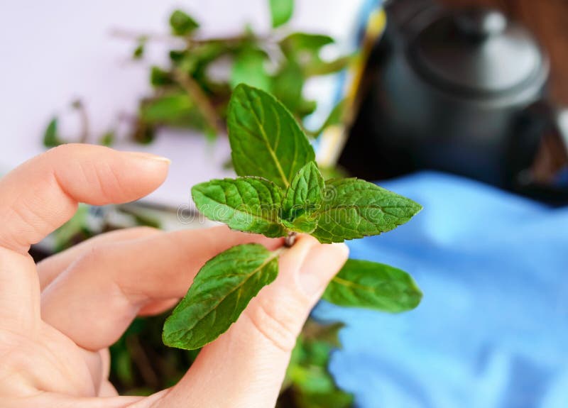 A Handful Of Dried Mint Leaves Stock Image - Image of flora, stems ...