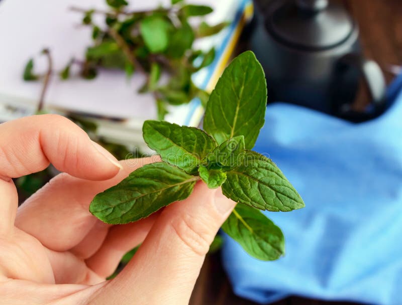 Sprig of Mint in Hand, Holding His Fingers. Stock Image - Image of mint ...