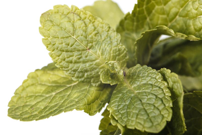 Sprig of mint stock image. Image of healthy, sprig, macro - 48854333