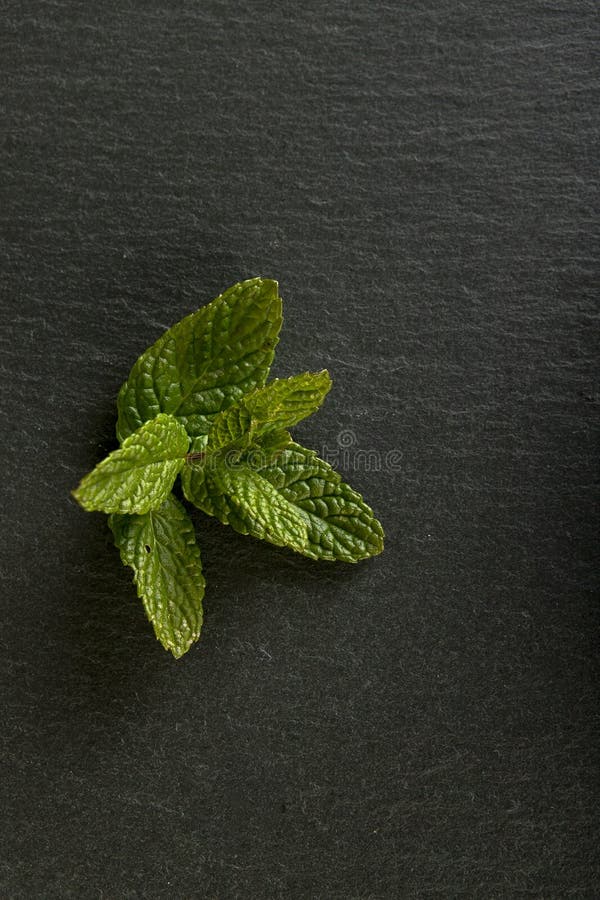 Sprig of mint stock photo. Image of natural, herbs, aroma - 137292896