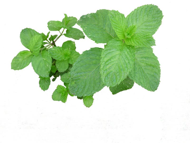 Sprig of mint stock image. Image of aromatic, vase, mint - 40737817