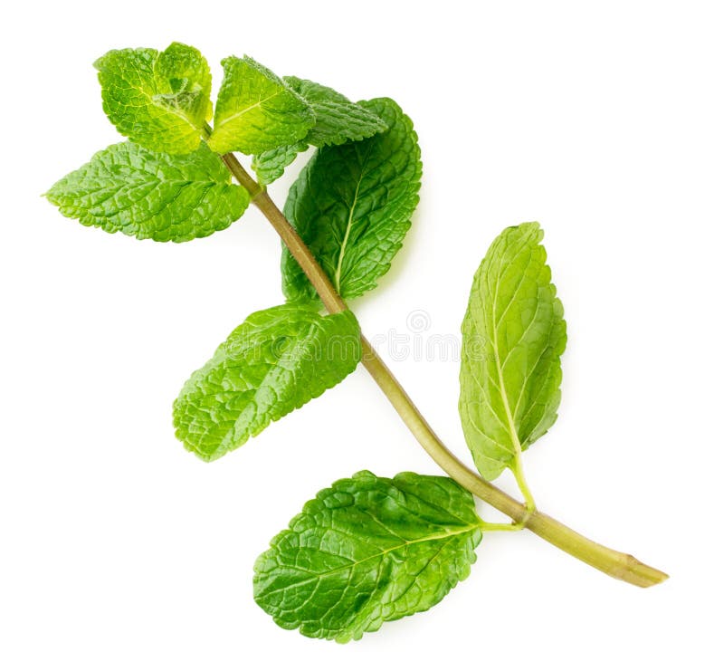 Fresh Peppermint Drops on a Heap on a White Background. Isolated Stock ...