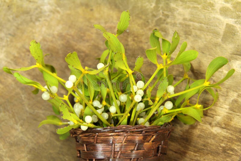 A Sprig Of Mistletoe - Isolated Stock Photo - Image of loranthaceae ...