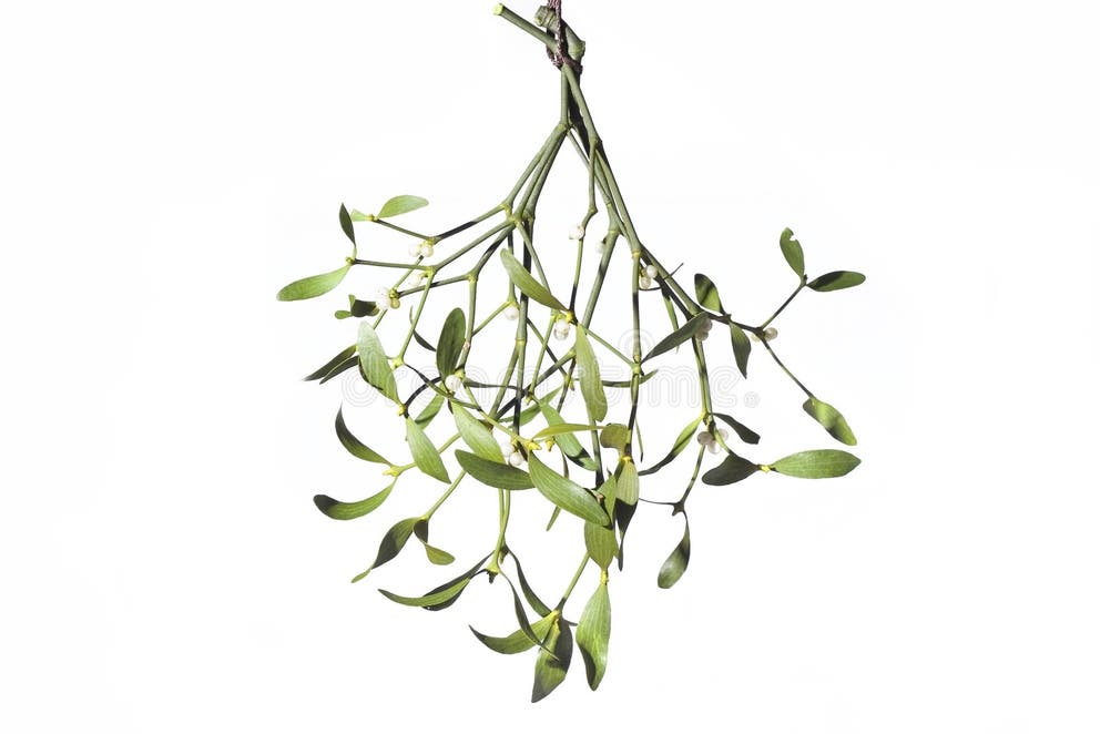 A Sprig of Mistletoe - Isolated Stock Photo - Image of loranthaceae ...