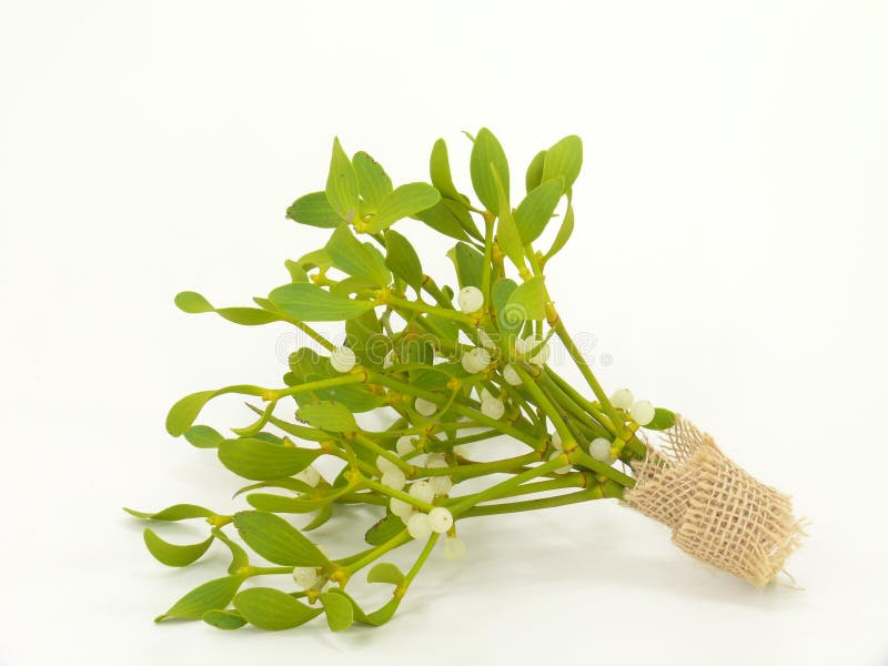 A Sprig Of Mistletoe - Isolated Stock Photo - Image of loranthaceae ...