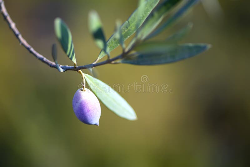 Sprig of Olive Tree with Ripening Fruit and Leaves Close-up on a ...