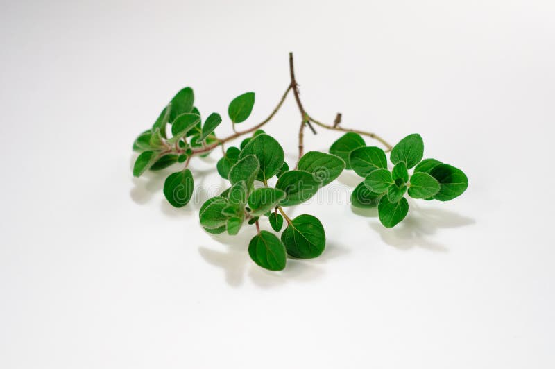 Sprig of Oregano stock photo. Image of herbal, botanical - 12511922