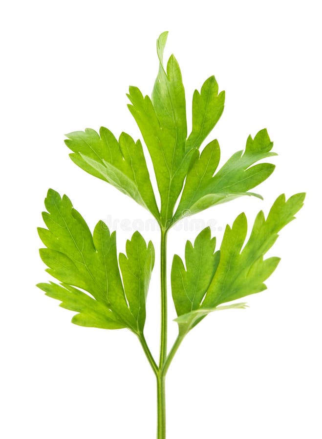 Sprig of Parsley is Isolated Stock Photo - Image of gourmet, freshness ...