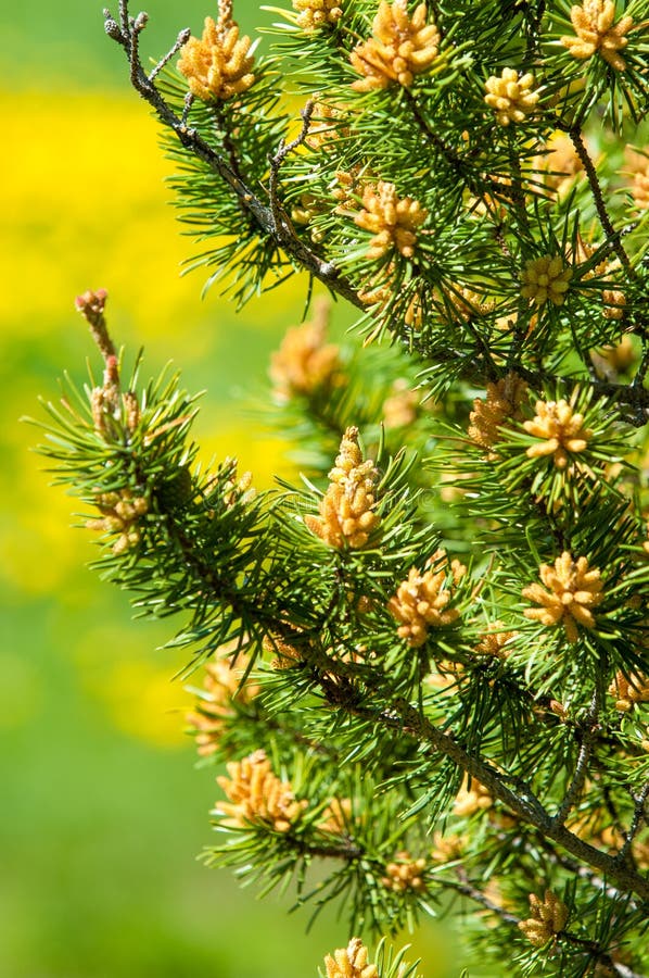 Sprig of Pine in the Spring. Young Green Pine Branch Stock Photo ...