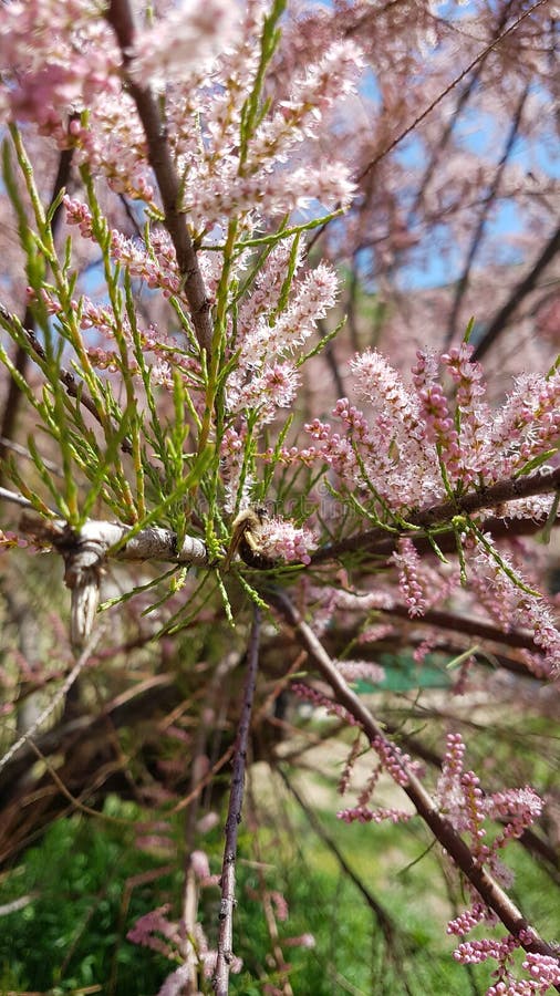 Sprig with Pink Flowers stock photo. Image of bush, flowers - 91589446