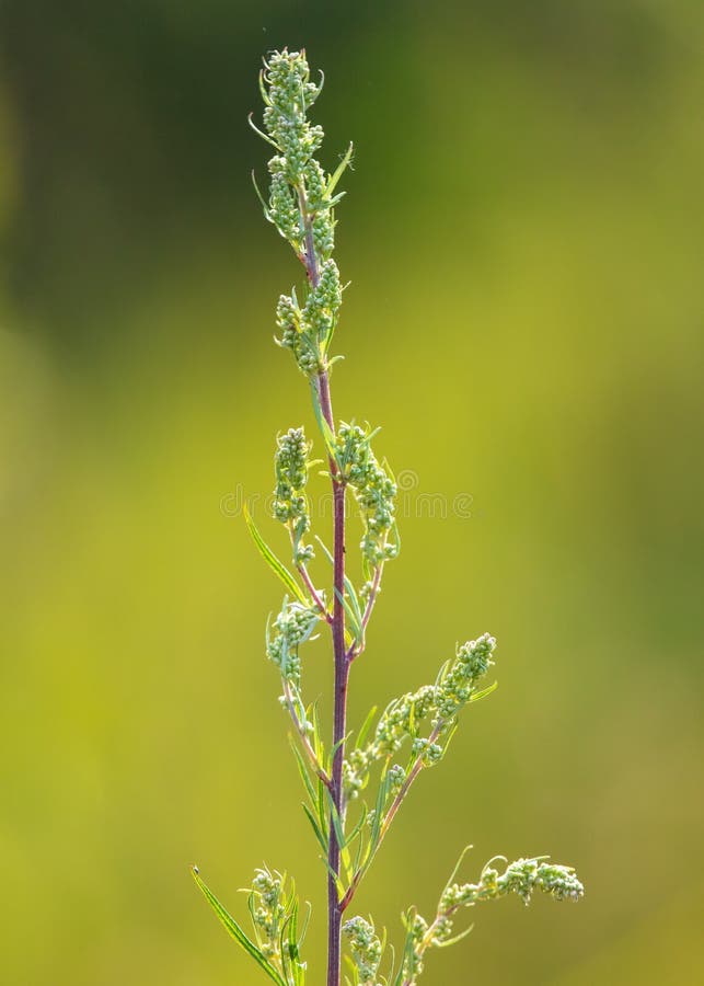 Sprig on a Plant in Nature in the Steppe Stock Image - Image of nice ...