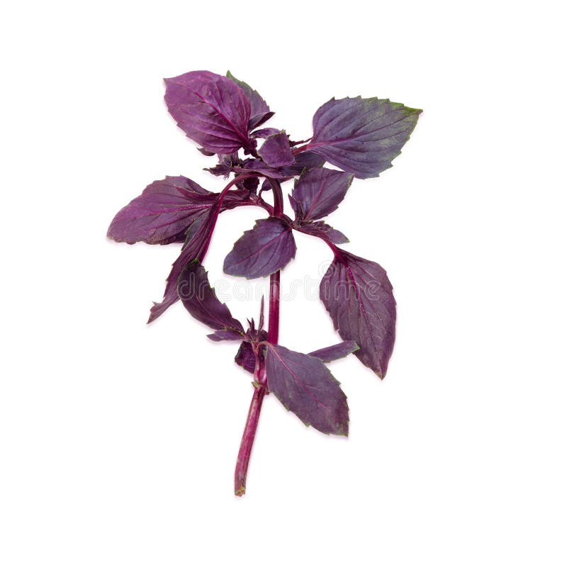 Sprig of a Purple Basil on a Light Background Stock Photo - Image of ...