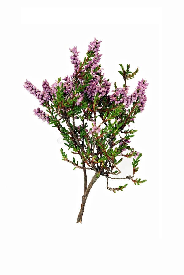 Heather sprig stock photo. Image of macro, color, flora - 26666278