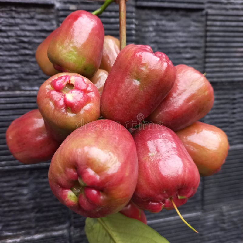 A sprig of red guava stock image. Image of sprig, ripe - 267631727