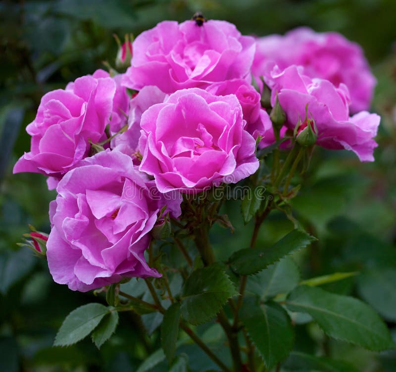 Sprig of roses stock photo. Image of flower, roses, pink - 54087588