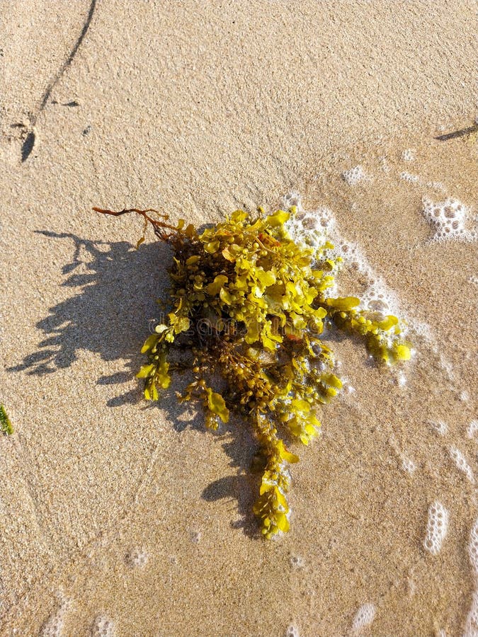 A Sprig of Seaweed on the Beach Sand. Stock Photo - Image of tropical ...