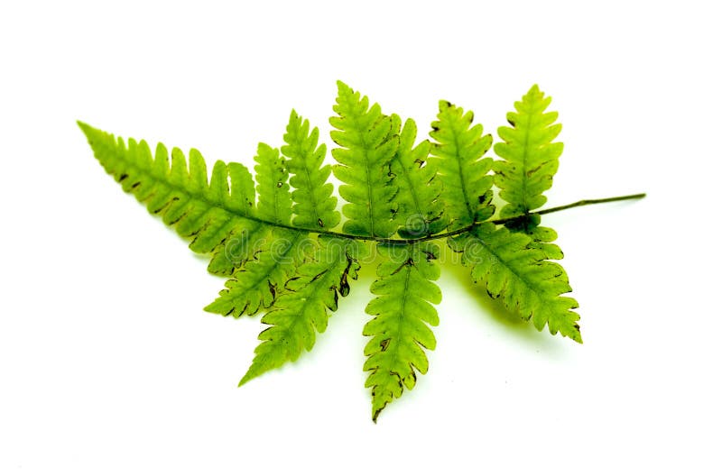 A Sprig of Small Fern Leaf Isolated on a White Background Stock Image ...