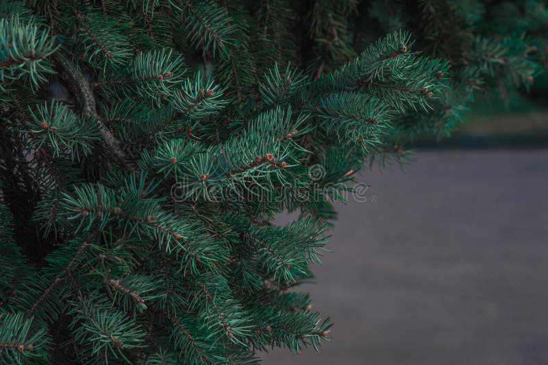 Sprig of spruce stock image. Image of bokeh, forest - 165402647