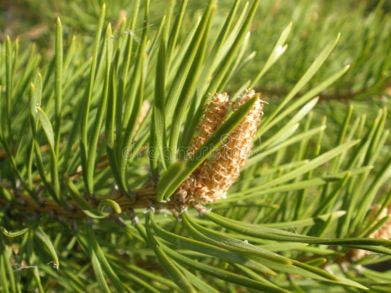 Sprig of Spruce with a Cone in the Ural Forest Stock Photo - Image of ...