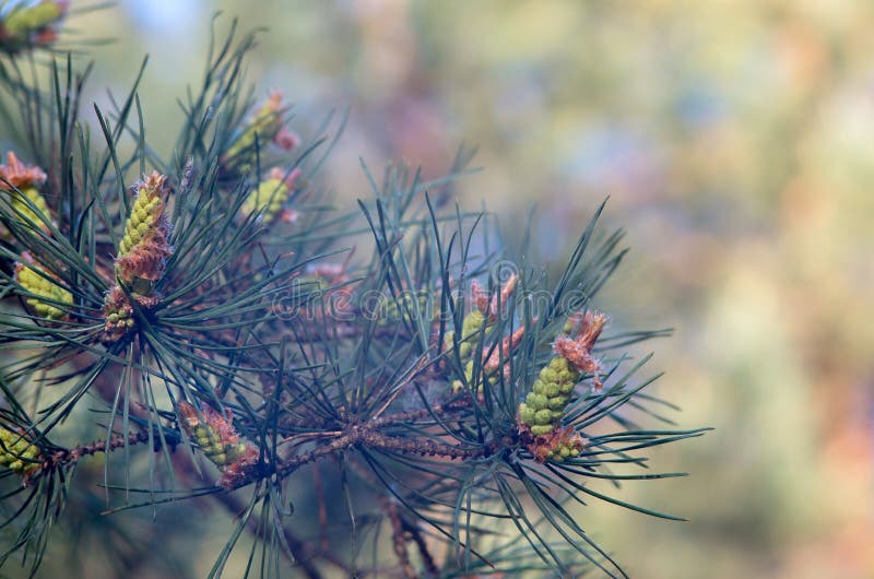 Sprig of Spruce with Young Cones Stock Photo - Image of coniferous ...
