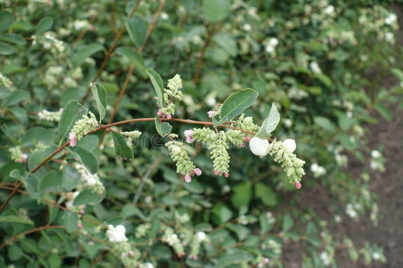 Sprig of Symphoricarpos Albus with Pink Flowers in Mid August Stock ...