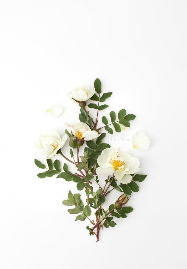 Sprig of Tea Light Rose with Green Leaves on White Stock Photo - Image ...
