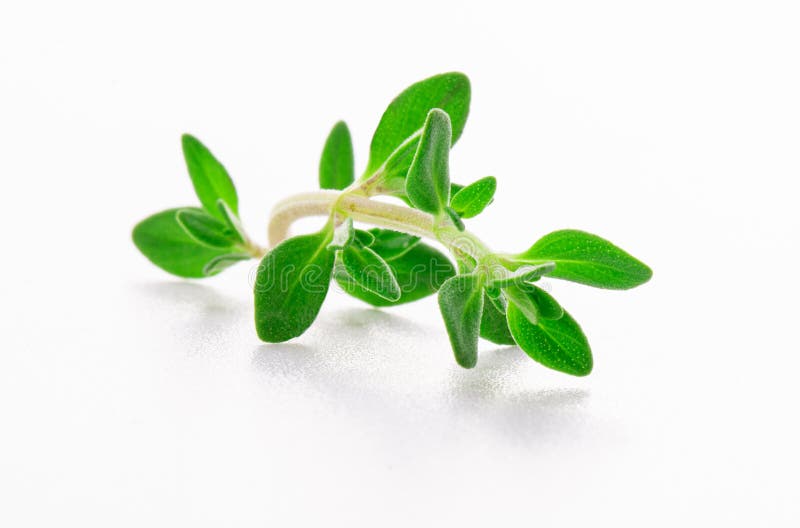 Sprig of Thyme Isolated on White Background Stock Image - Image of ...