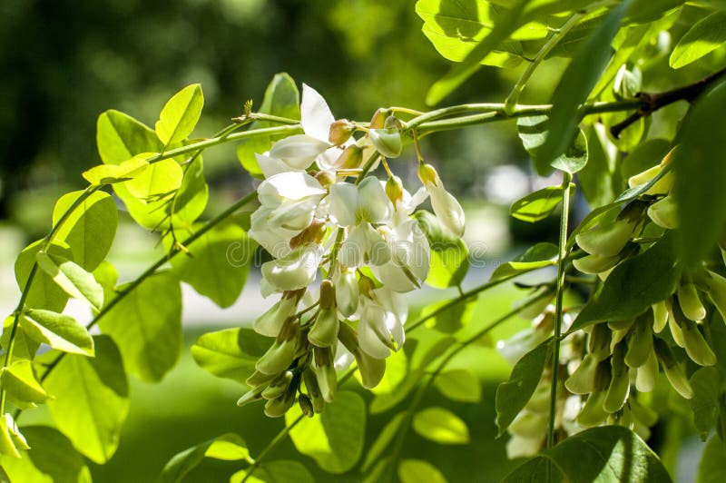 802 Sprig Acacia Stock Photos - Free & Royalty-Free Stock Photos from ...