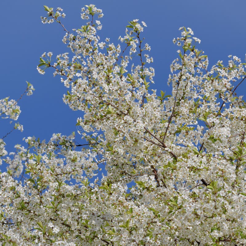 A Sprig of White Cherry Blossoms Against a Blue Sky Stock Image - Image ...