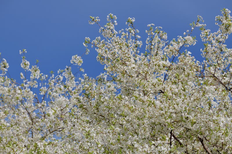 A Sprig of White Cherry Blossoms Against a Blue Sky Stock Photo - Image ...