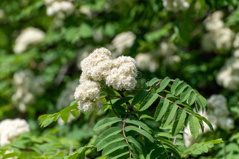 The Sprig of a White Flowering Rowan Stock Image - Image of summer ...
