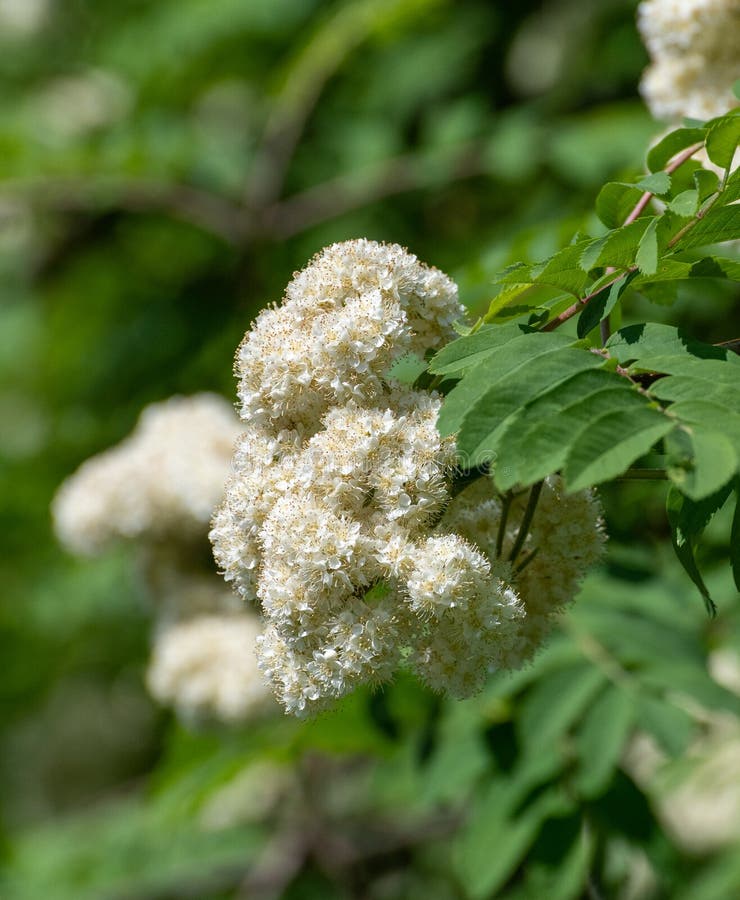 The Sprig of a White Flowering Rowan Stock Photo - Image of summer ...