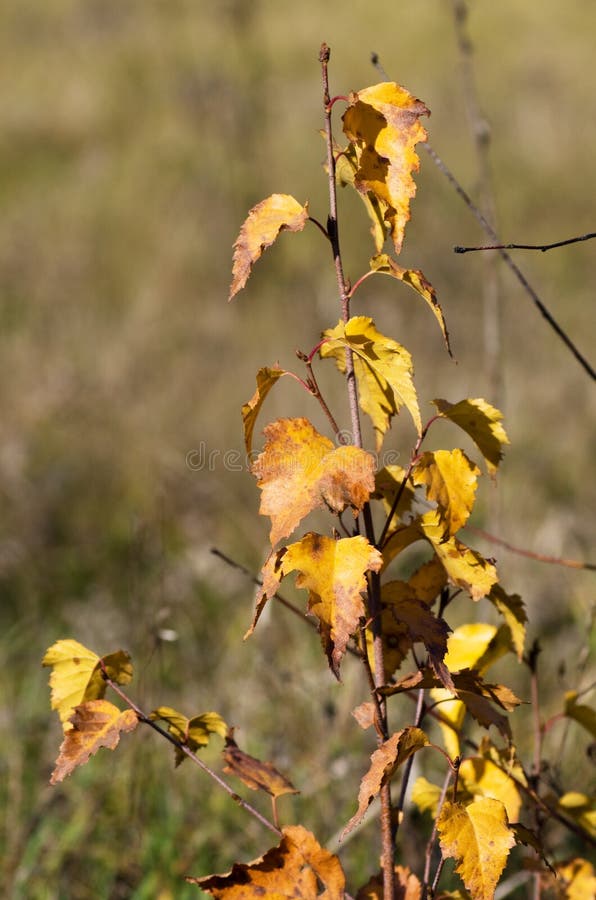 Sprig is young in autumn stock image. Image of gold, october - 27628503