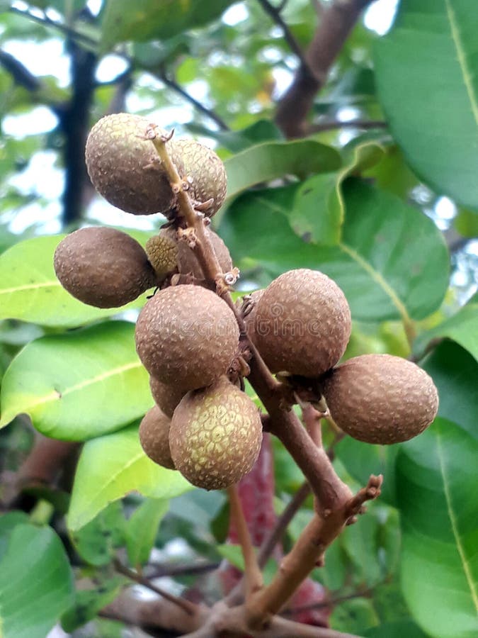 Young Longan-tree stock photo. Image of gardening, longan - 17795456