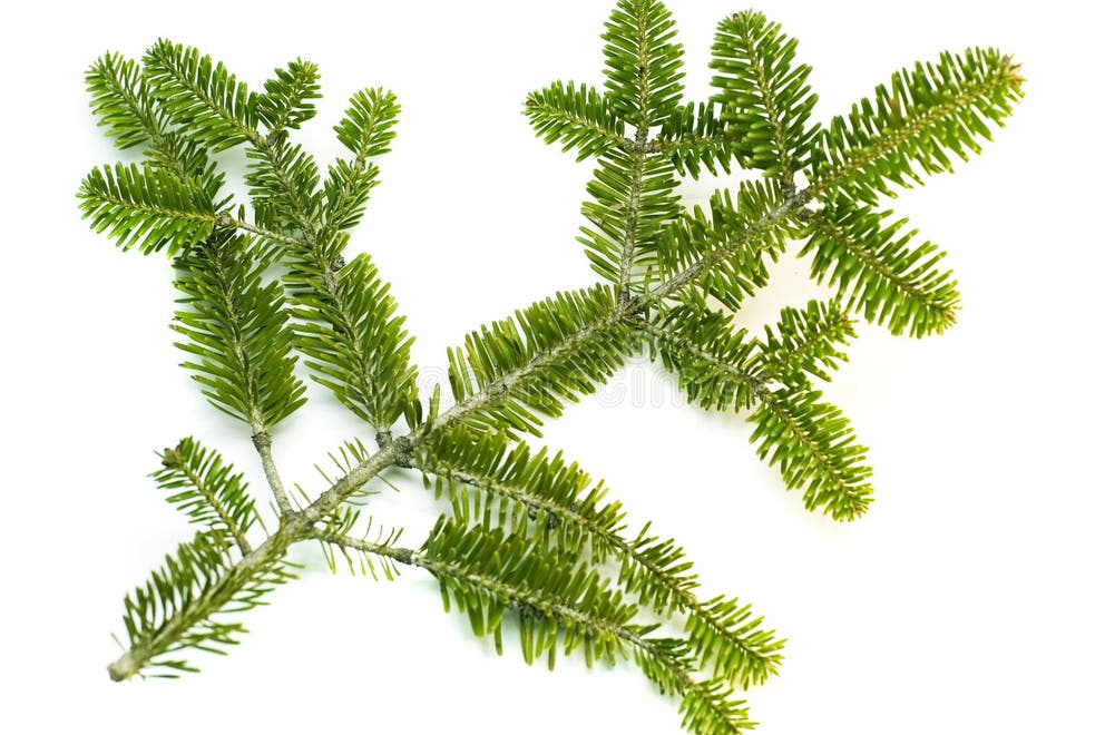 Sprigkiefer getrennt stockfoto. Bild von zweig, getrennt - 3718062